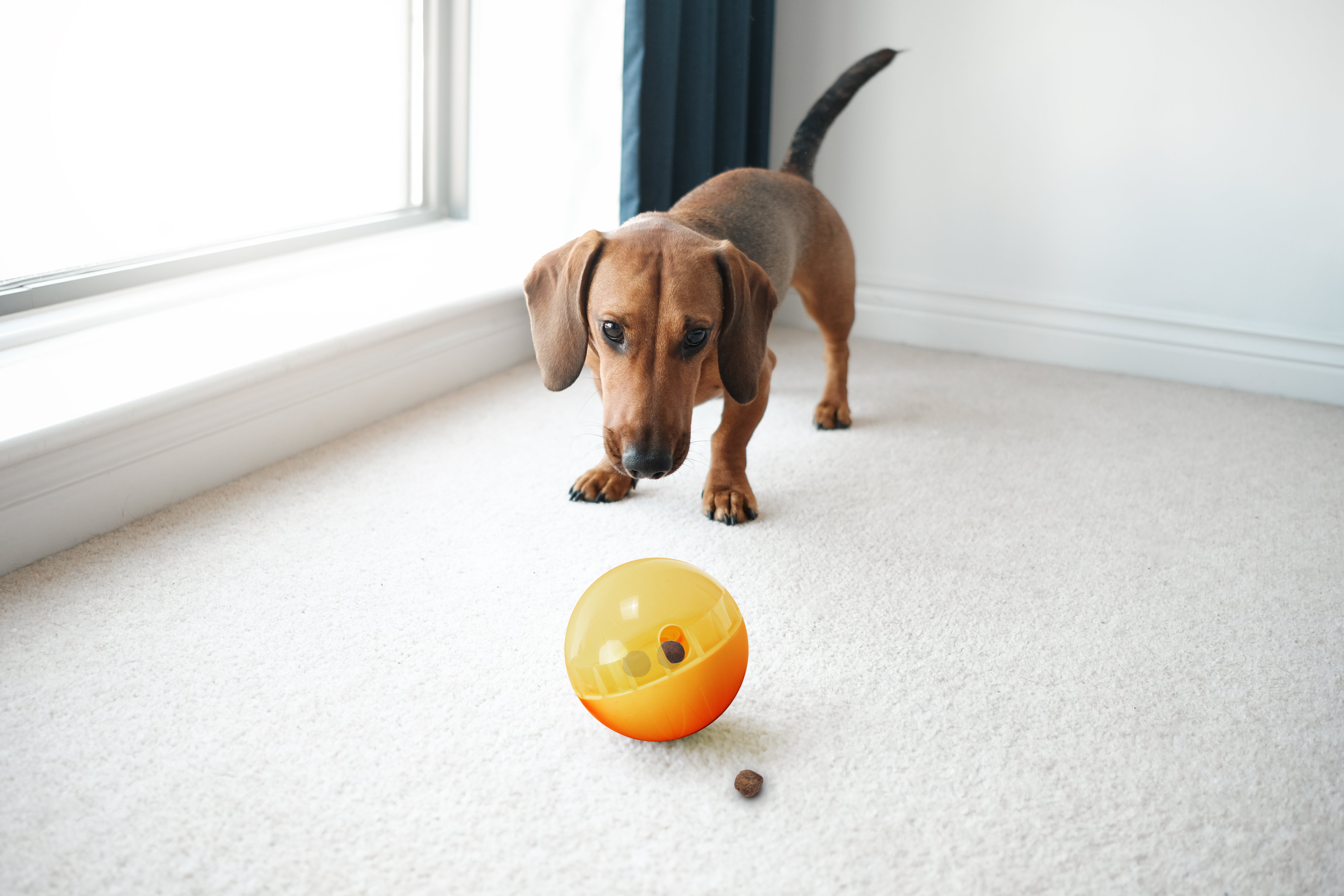 FEEDING DOGS INTERACTIVELY – WHAT YOU NEED TO KNOW ABOUT DOG TREAT BAL ...